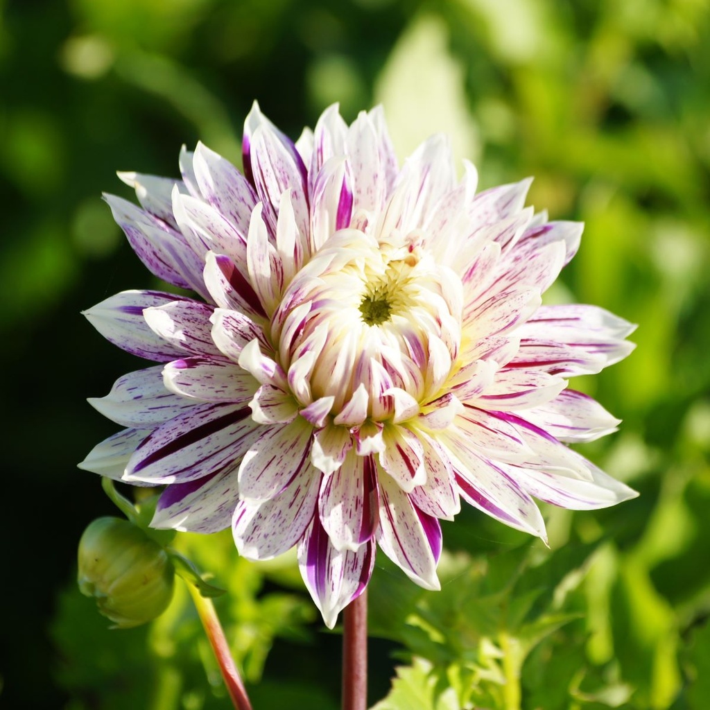 Dahlia Avignon - BIO | Natural Bulbs SE