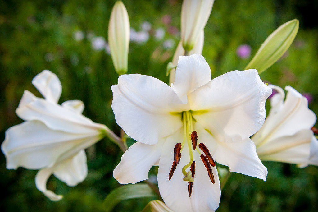 Lilium OT Zambesi - BIO | Natural Bulbs SE