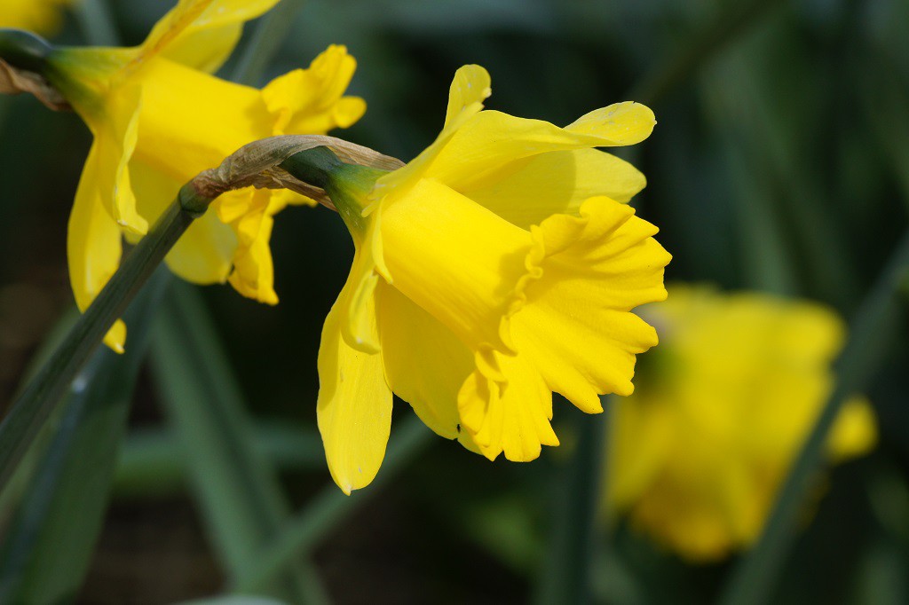 Narcissus Dutch Master - BIO | Natural Bulbs SE