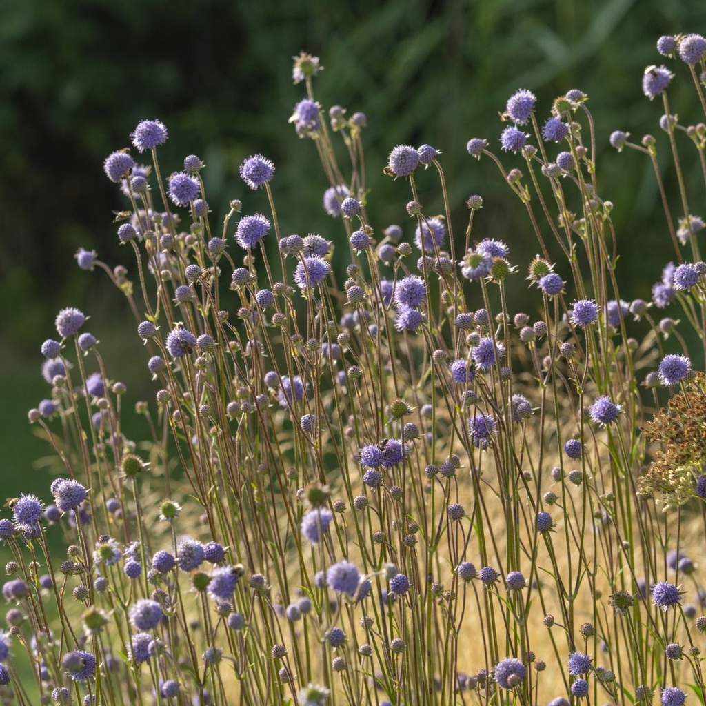 Succisa Pratensis - BIO | Natural Bulbs SE