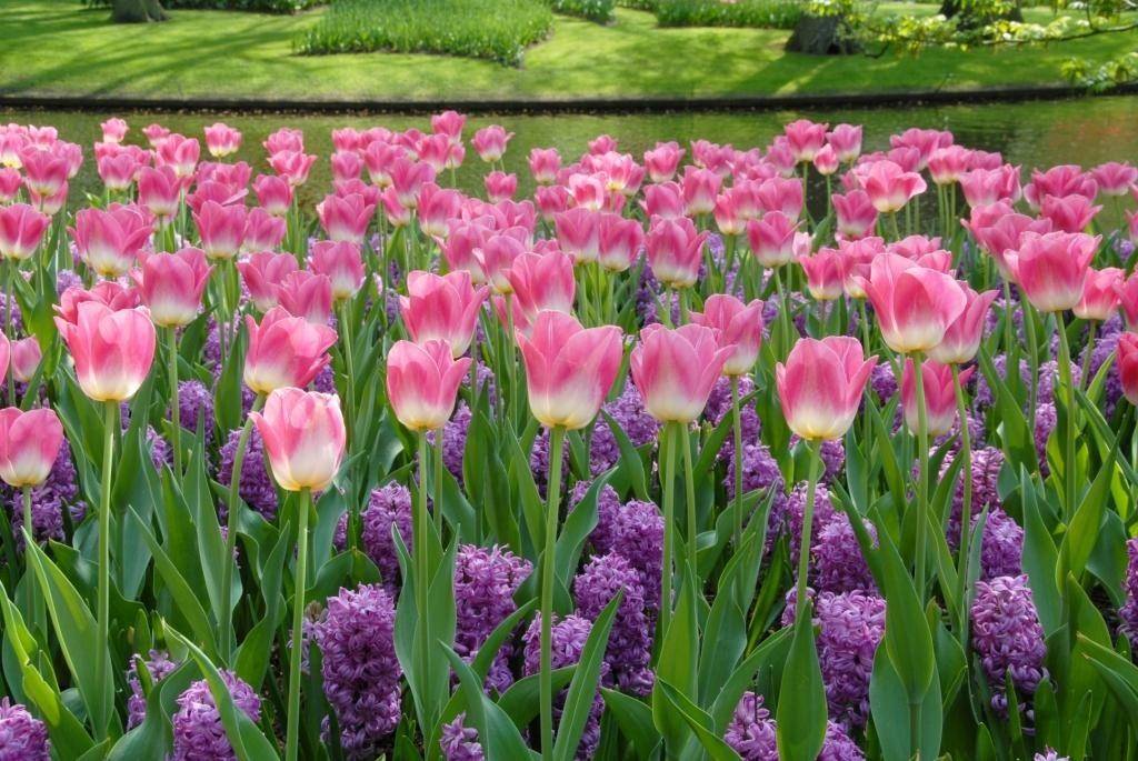 Tulipa Dynasty - BIO | Natural Bulbs SE