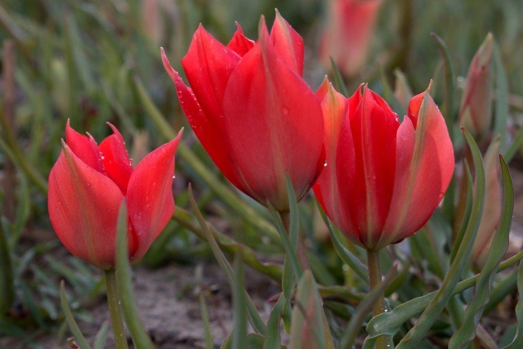 Tulipa Linifolia - BIO | Natural Bulbs SE