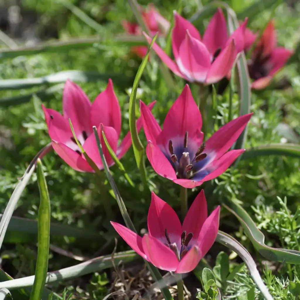 Tulipa Little Beauty - BIO | Natural Bulbs SE
