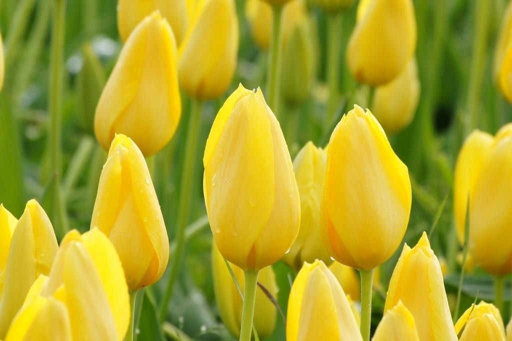 Tulipa Muscadet - BIO | Natural Bulbs SE