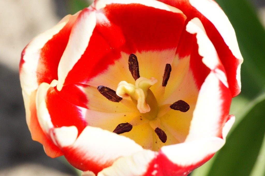 Tulipa My Favourite - BIO | Natural Bulbs SE