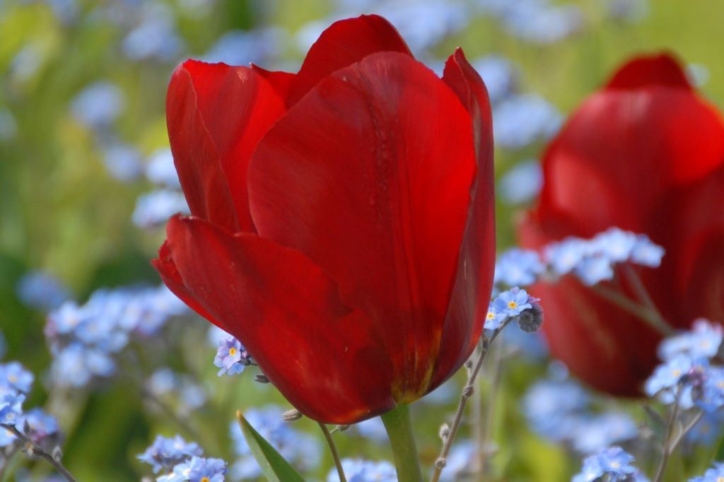 Tulipa Pallada - BIO | Natural Bulbs SE