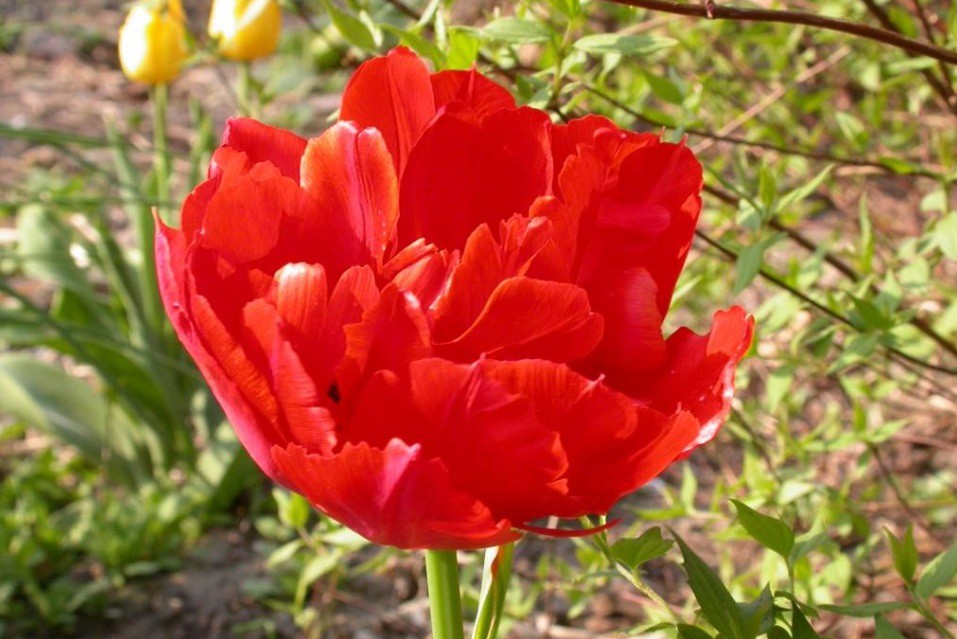 Tulipa Viking - BIO | Natural Bulbs SE