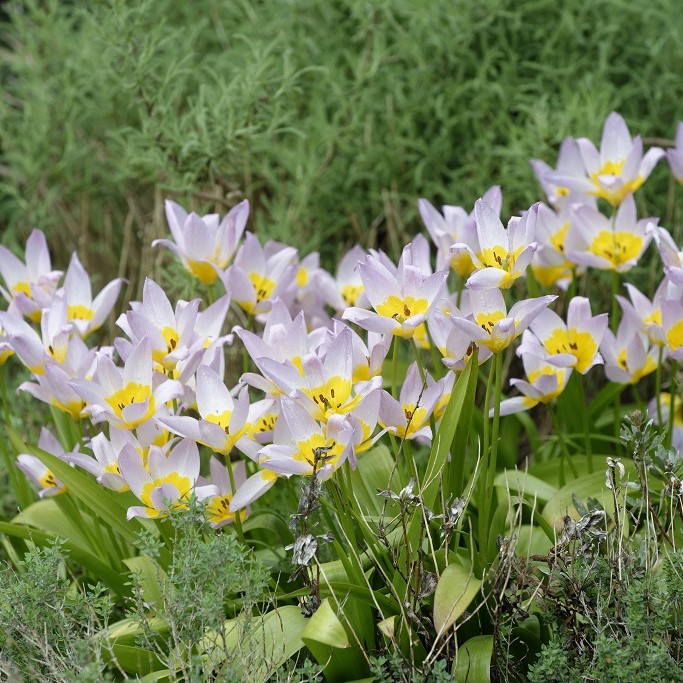 Tulipa Saxatilis - BIO | Natural Bulbs SE